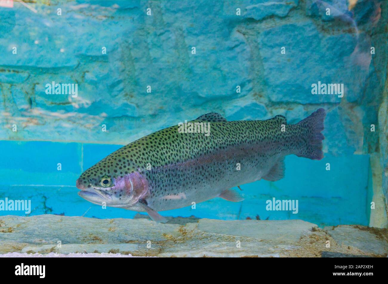Rainbow Trout Fish Tank