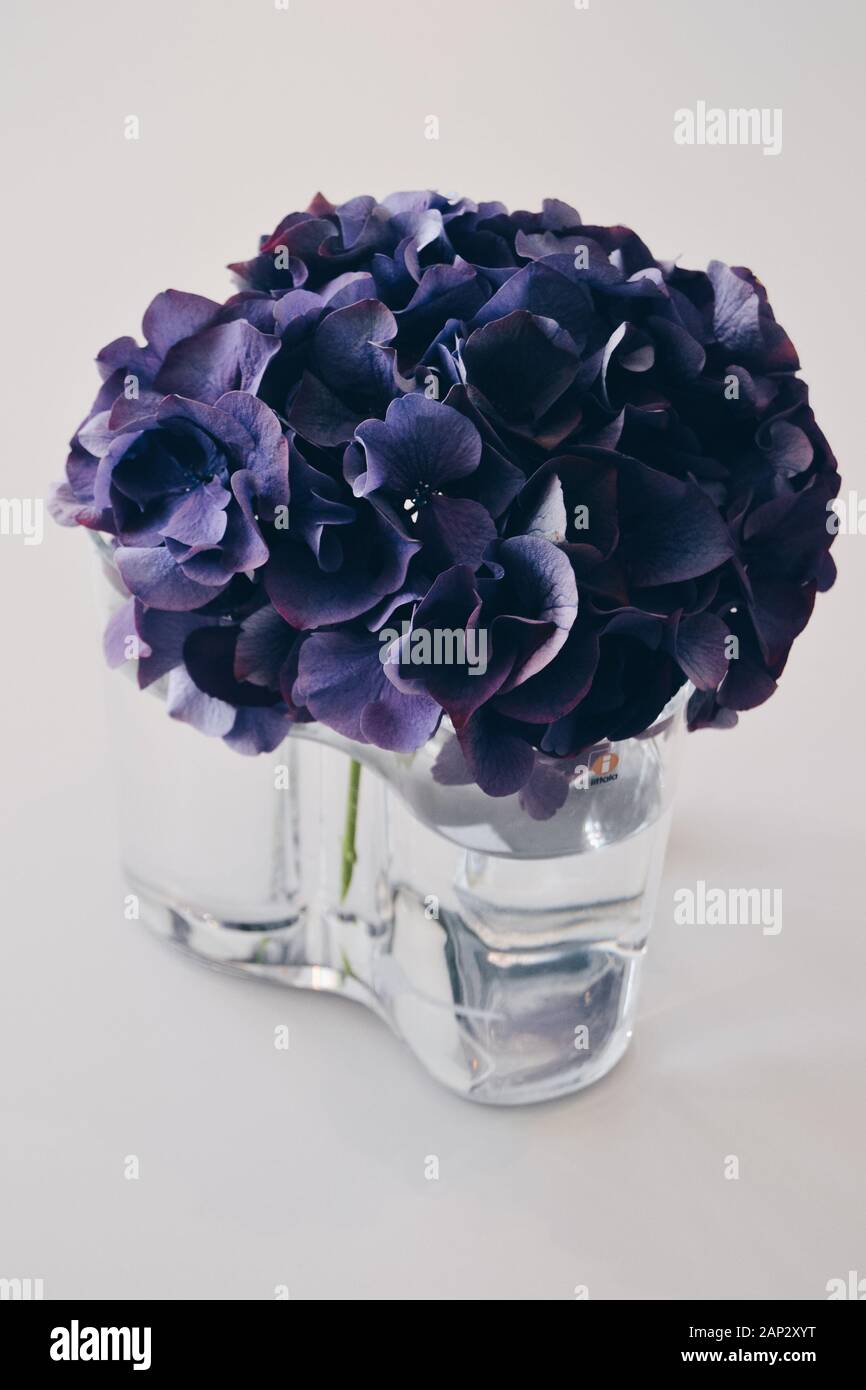 Glass vase with violet flowers from Vitra Stock Photo - Alamy