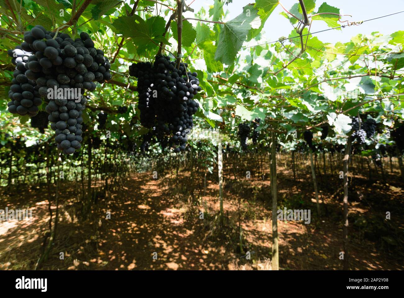 Brazil Grape Vine High Resolution Stock Photography and Images - Alamy