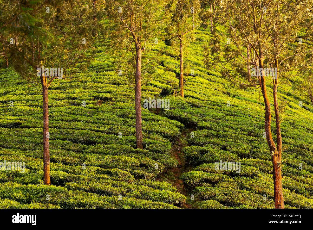 Trees growing in tea plantation near Munnar in Kerala, South India in ...