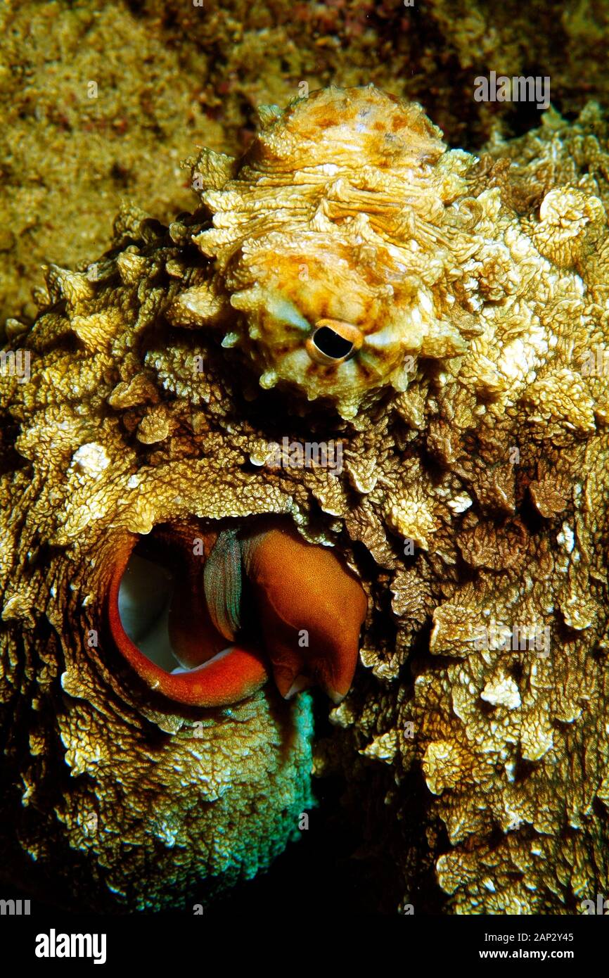 Octopus Japan High Resolution Stock Photography and Images - Alamy