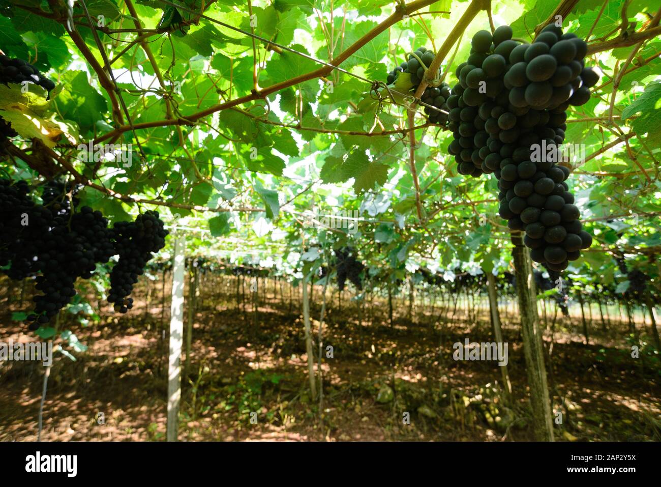 Grapes vineyard vine picking harvest hi-res stock photography and ...