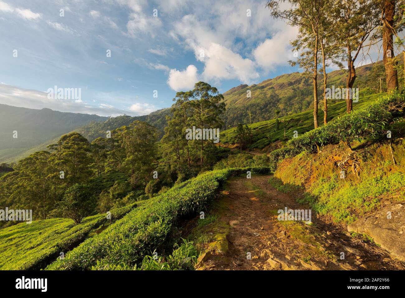 Scenic view over tea plantation near Munnar in Kerala, South India on ...