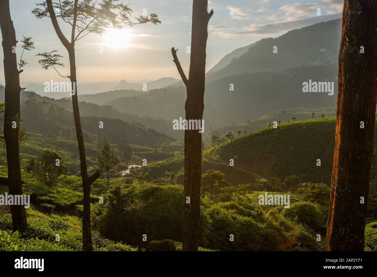 Kanan devan hills munnar hi-res stock photography and images - Alamy