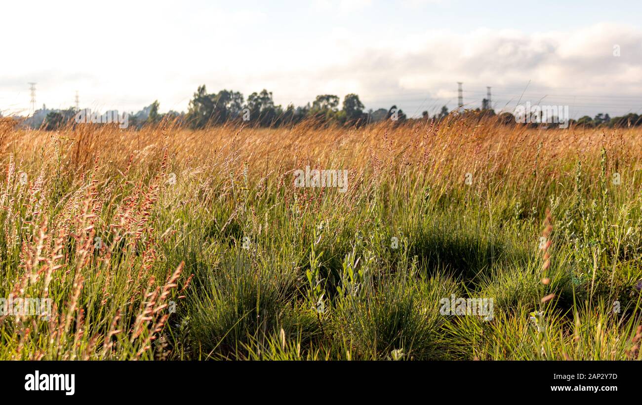 African grassland hi-res stock photography and images - Alamy