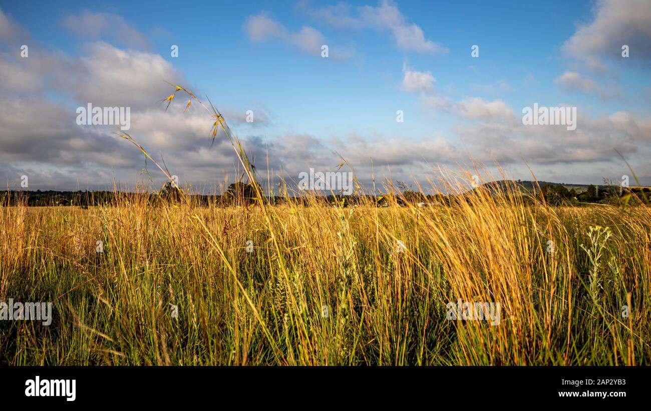 African grassland hi-res stock photography and images - Alamy