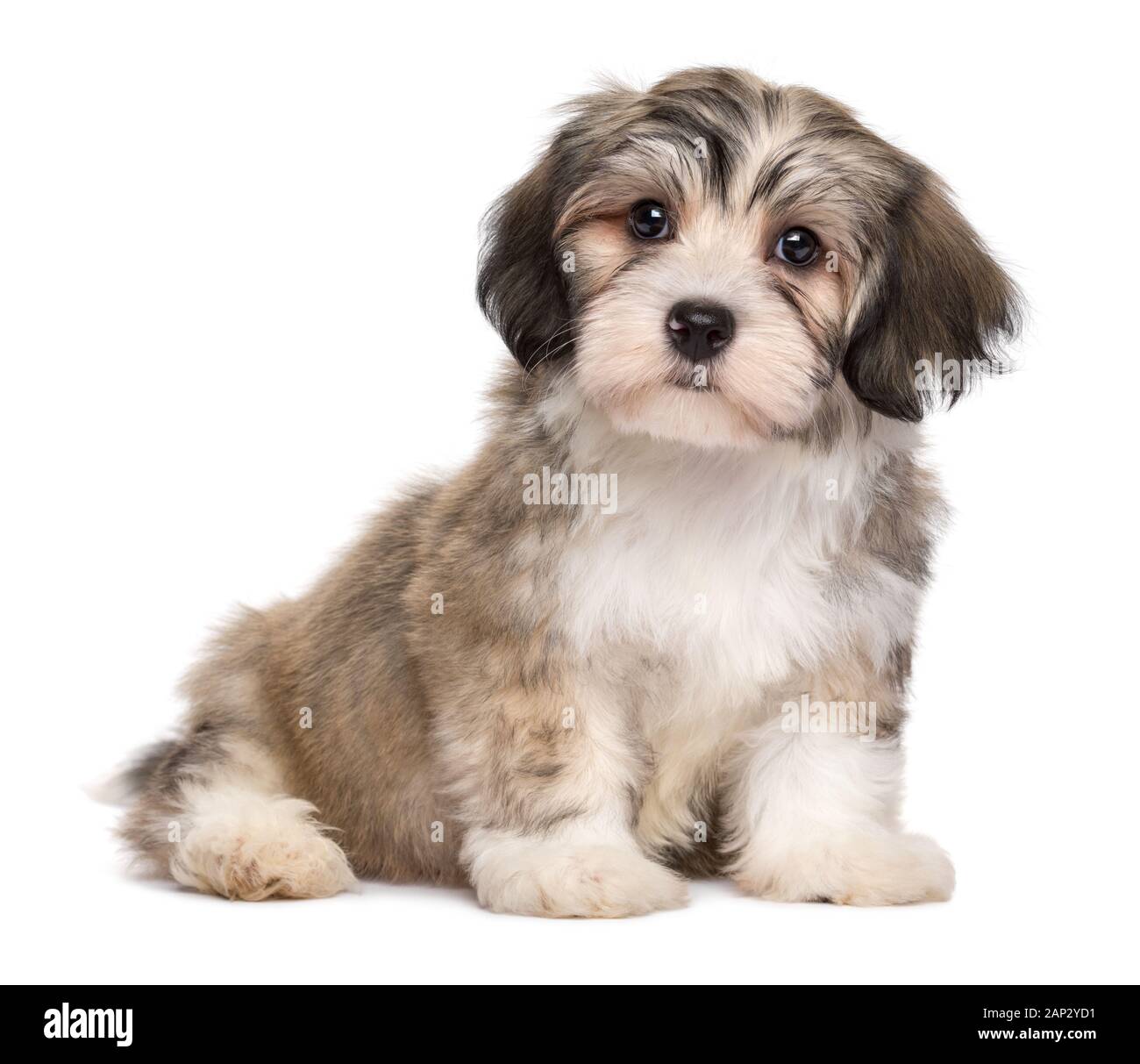 Cute sitting little havanese puppy dog - isolated on white background ...