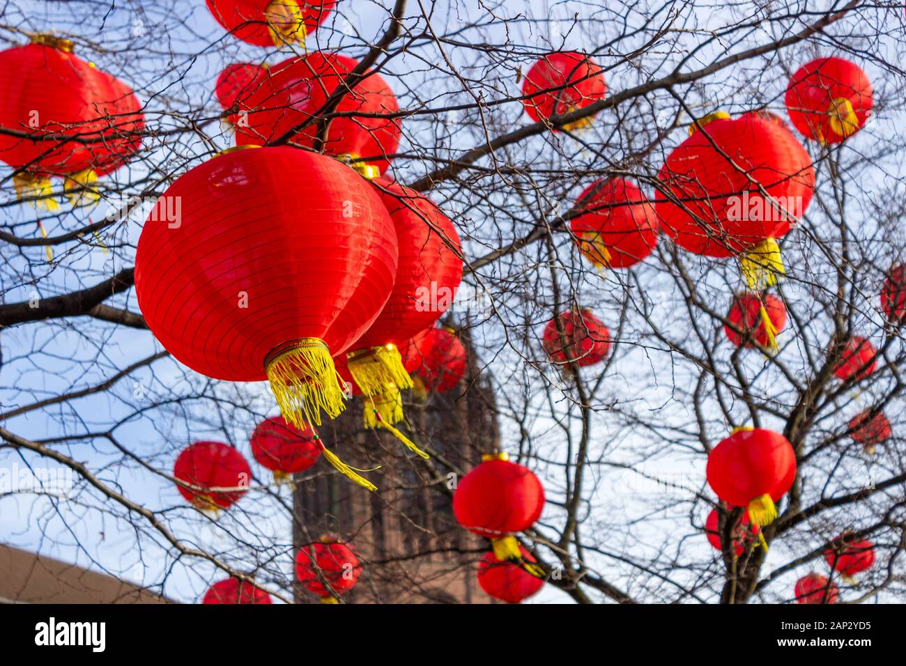 Chinese lantern tree hi-res stock photography and images - Alamy