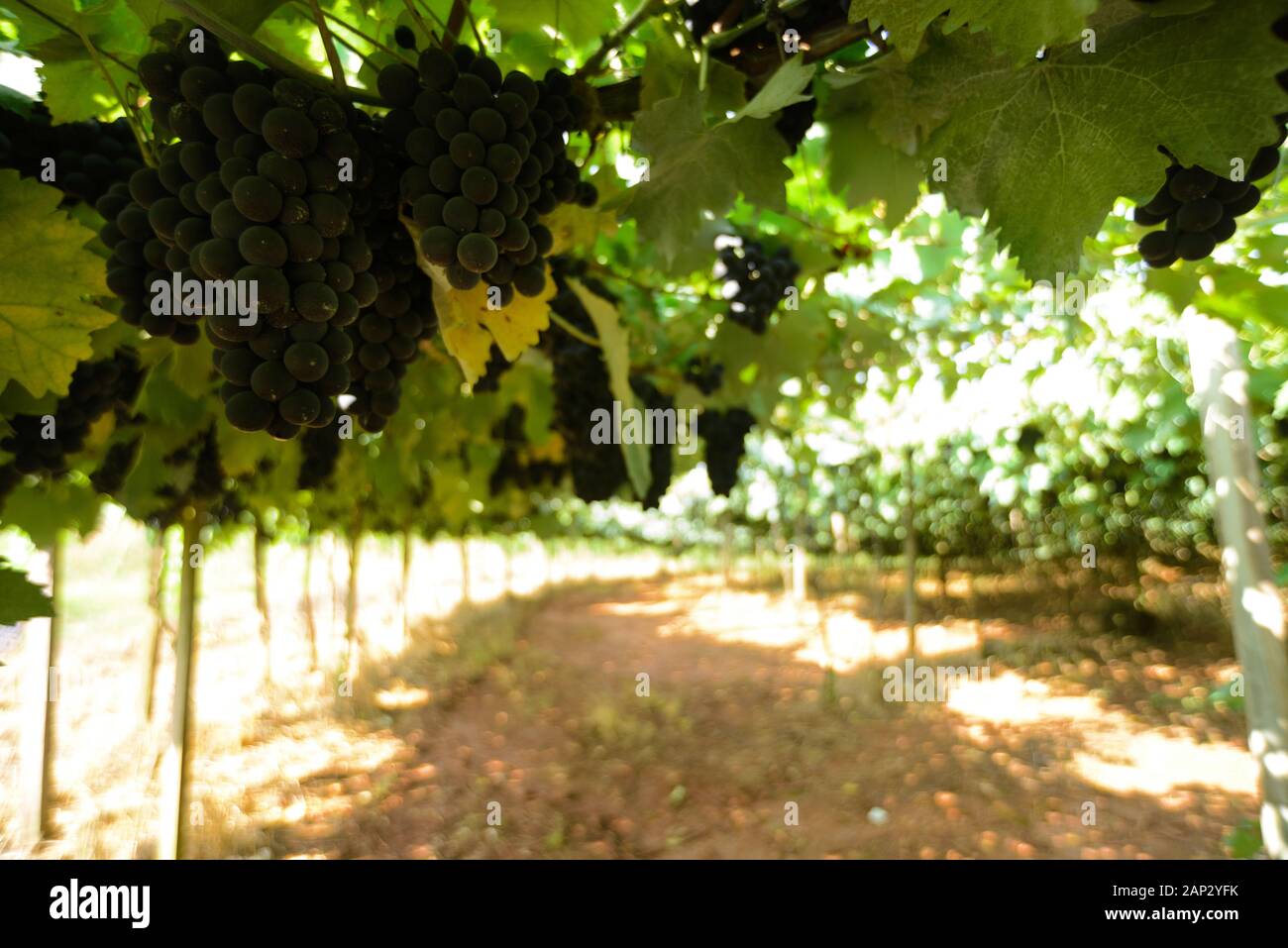 Grapes and grapevine at a vineyard in Brazil Stock Photo - Alamy
