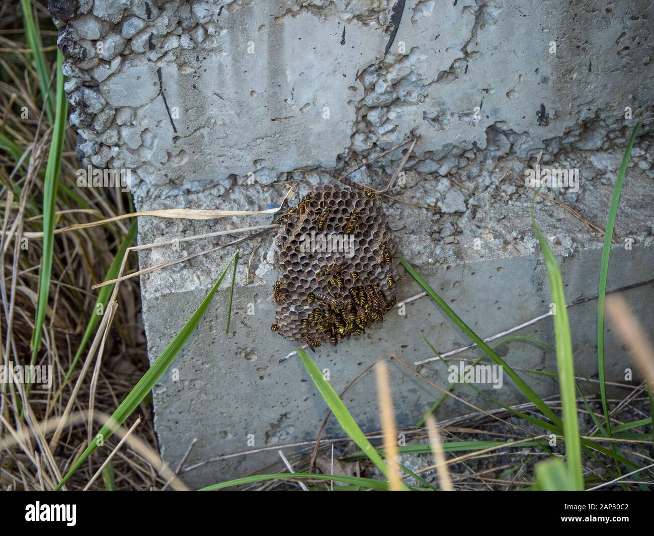 Nest with wasps on stone Stock Photo - Alamy