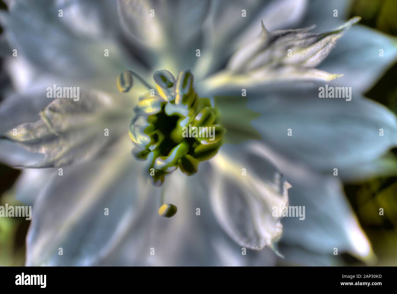 Love-in-the-Mist Flower (Nigella Damascena Stock Photo - Alamy