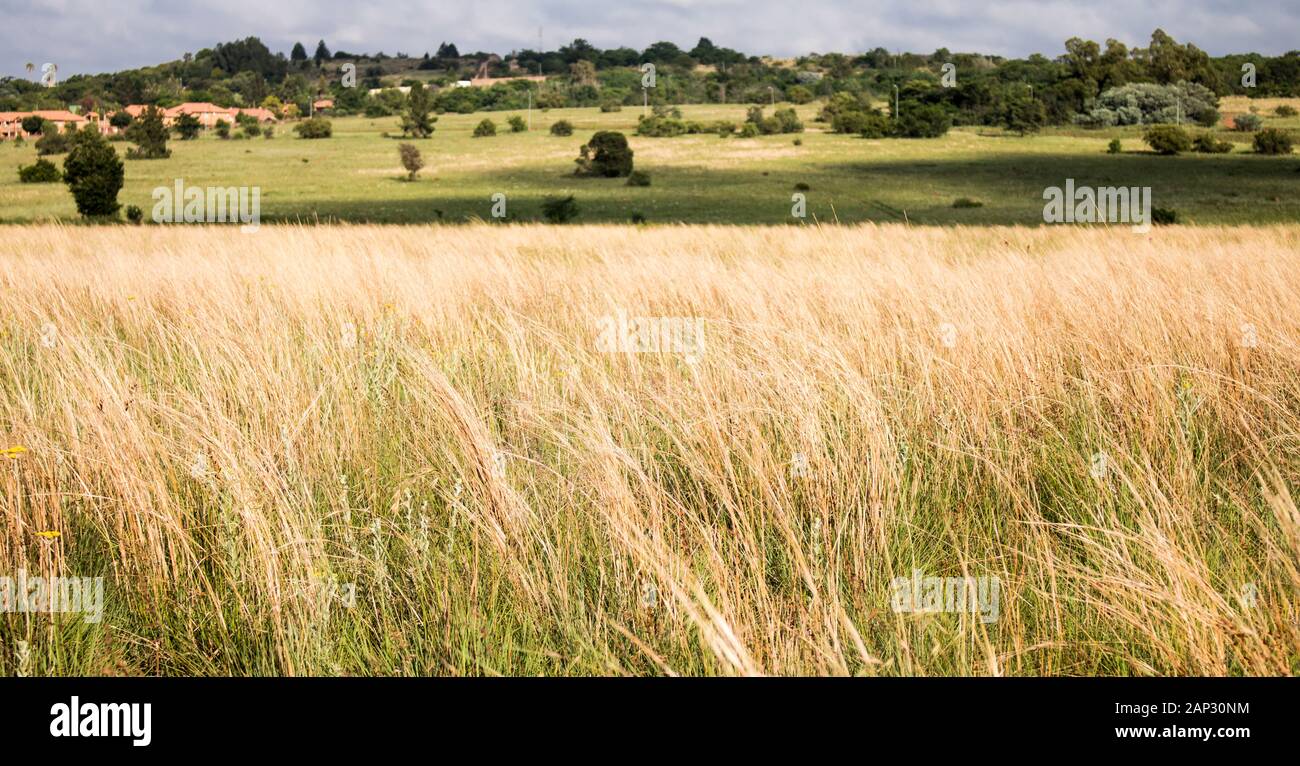 African Grass land photo with blue sky Stock Photo - Alamy