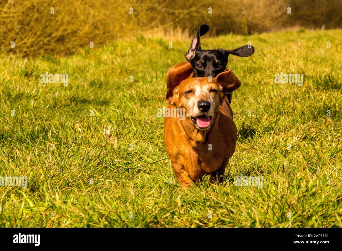 One of the world's best loved dog breeds, the Miniature Dachshund ...