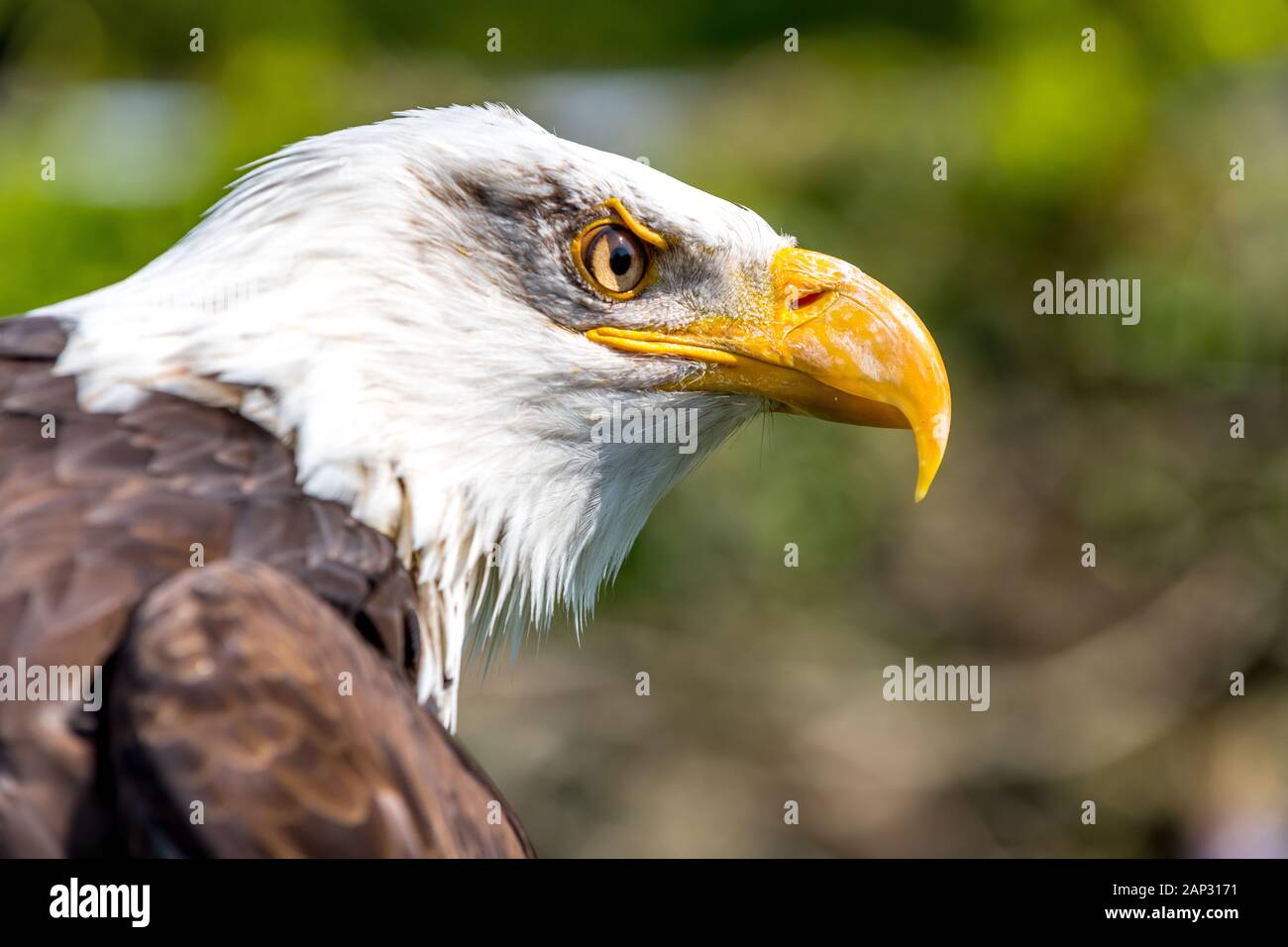 American bald eagle migration hi-res stock photography and images - Alamy