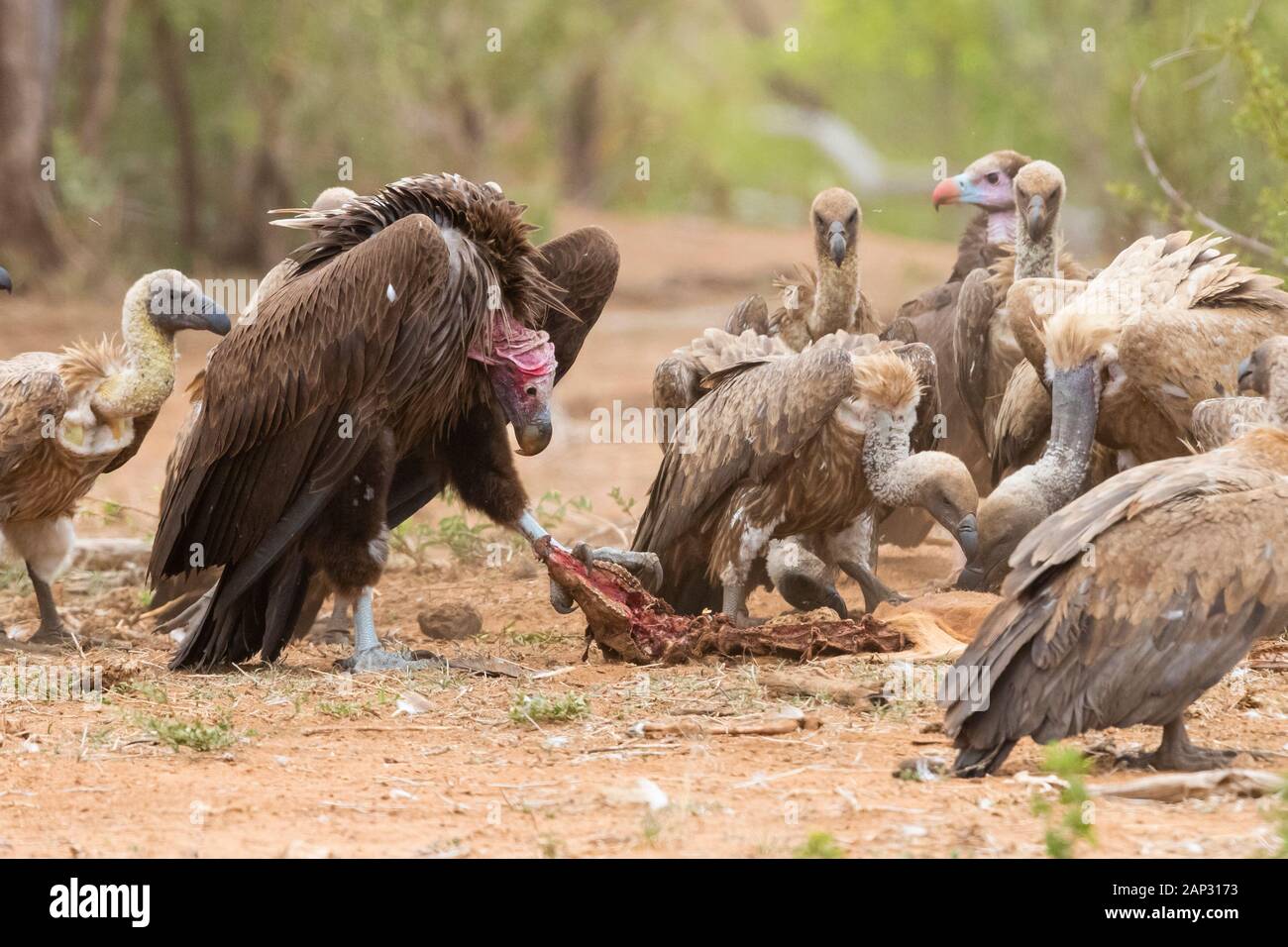 Vulture africa carcass hi-res stock photography and images - Alamy