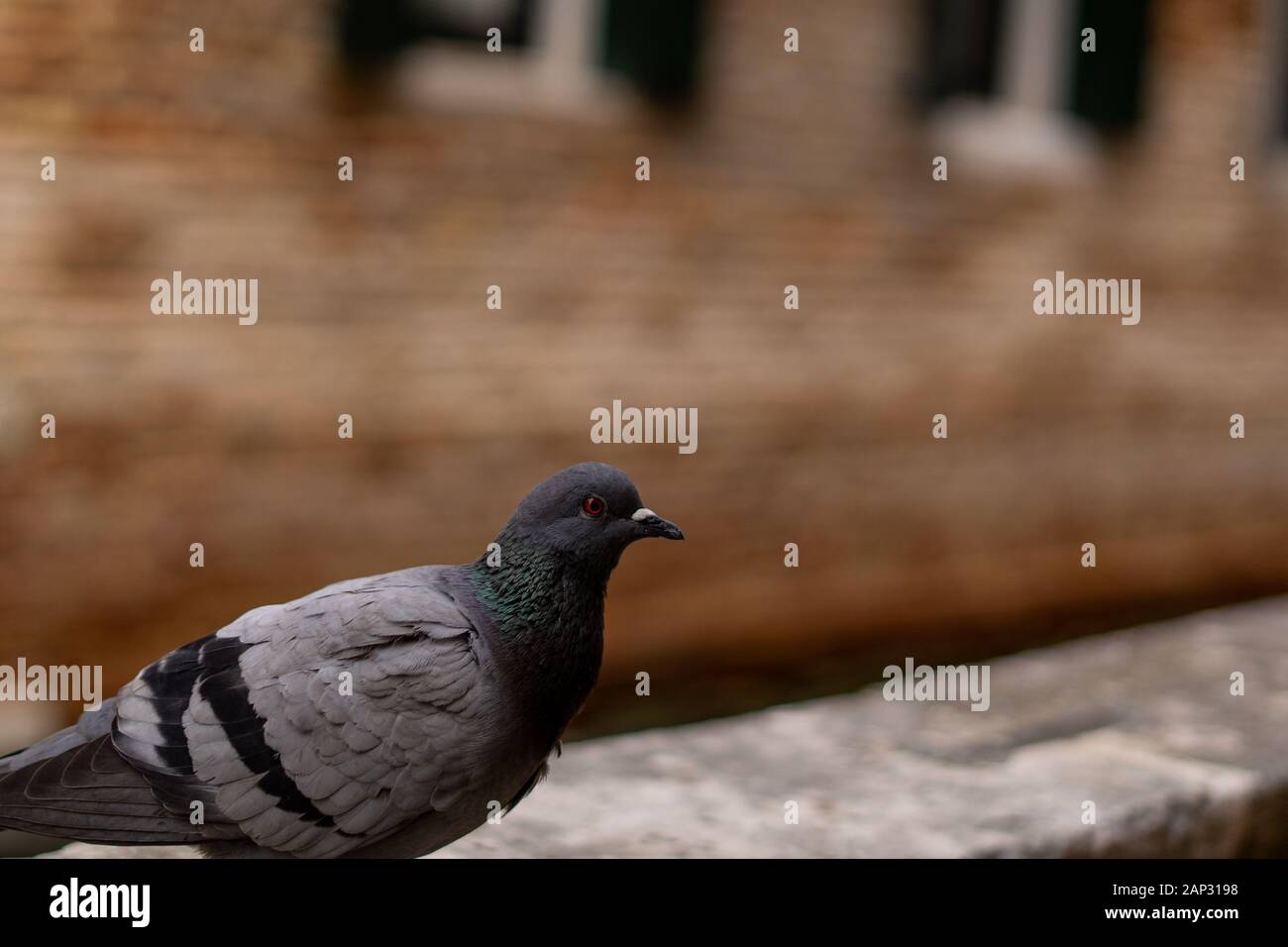 dove in the city of venice Italy Stock Photo - Alamy