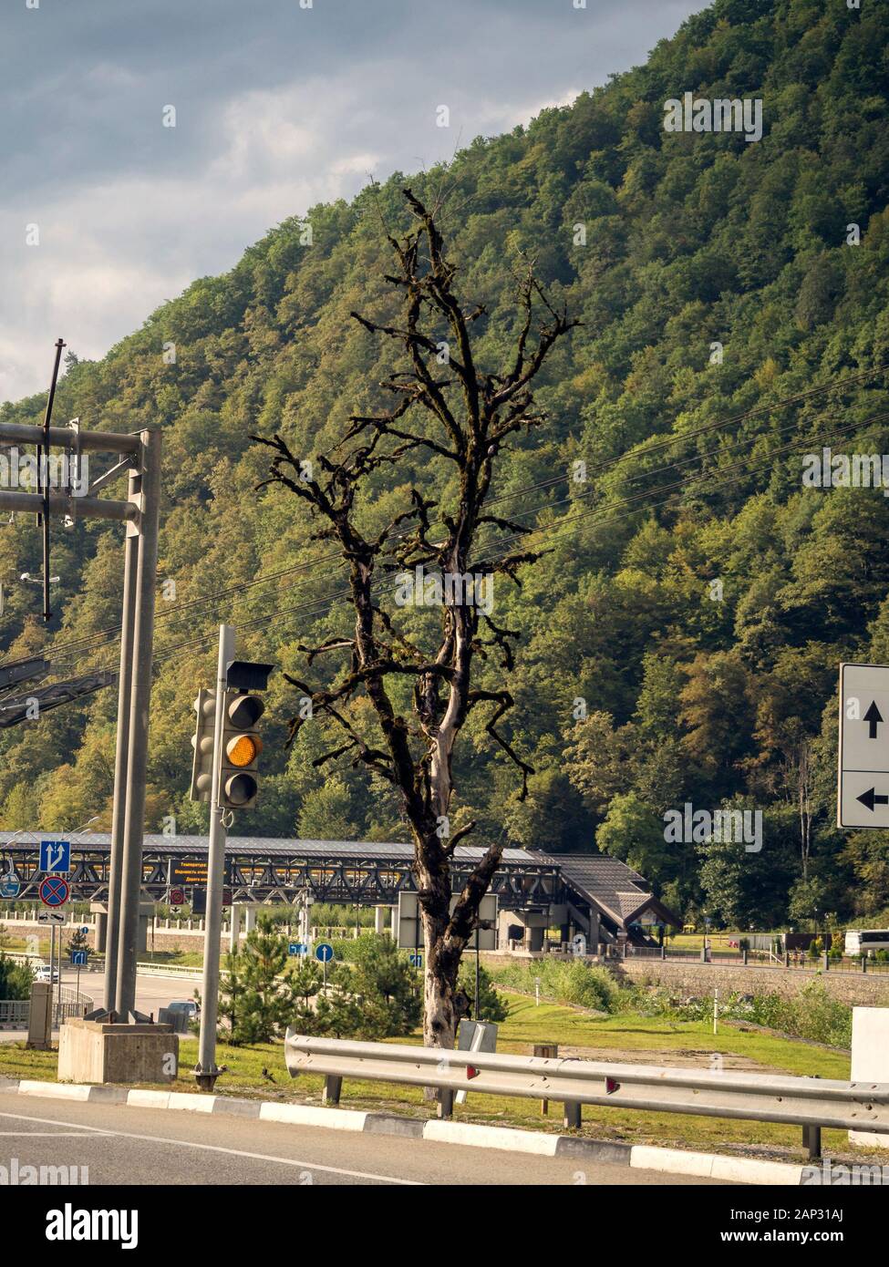 Dry tree near the roadway Stock Photo - Alamy