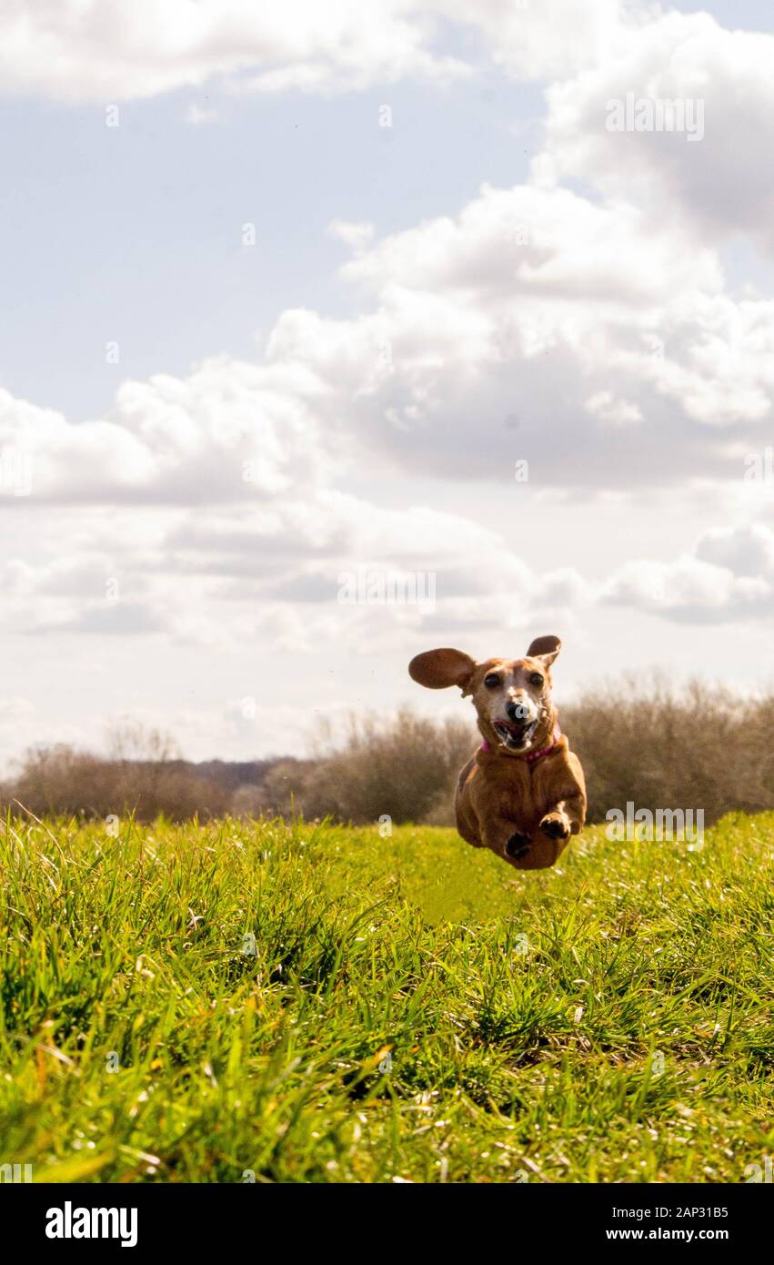 One of the world's best loved dog breeds, the Miniature Dachshund ...
