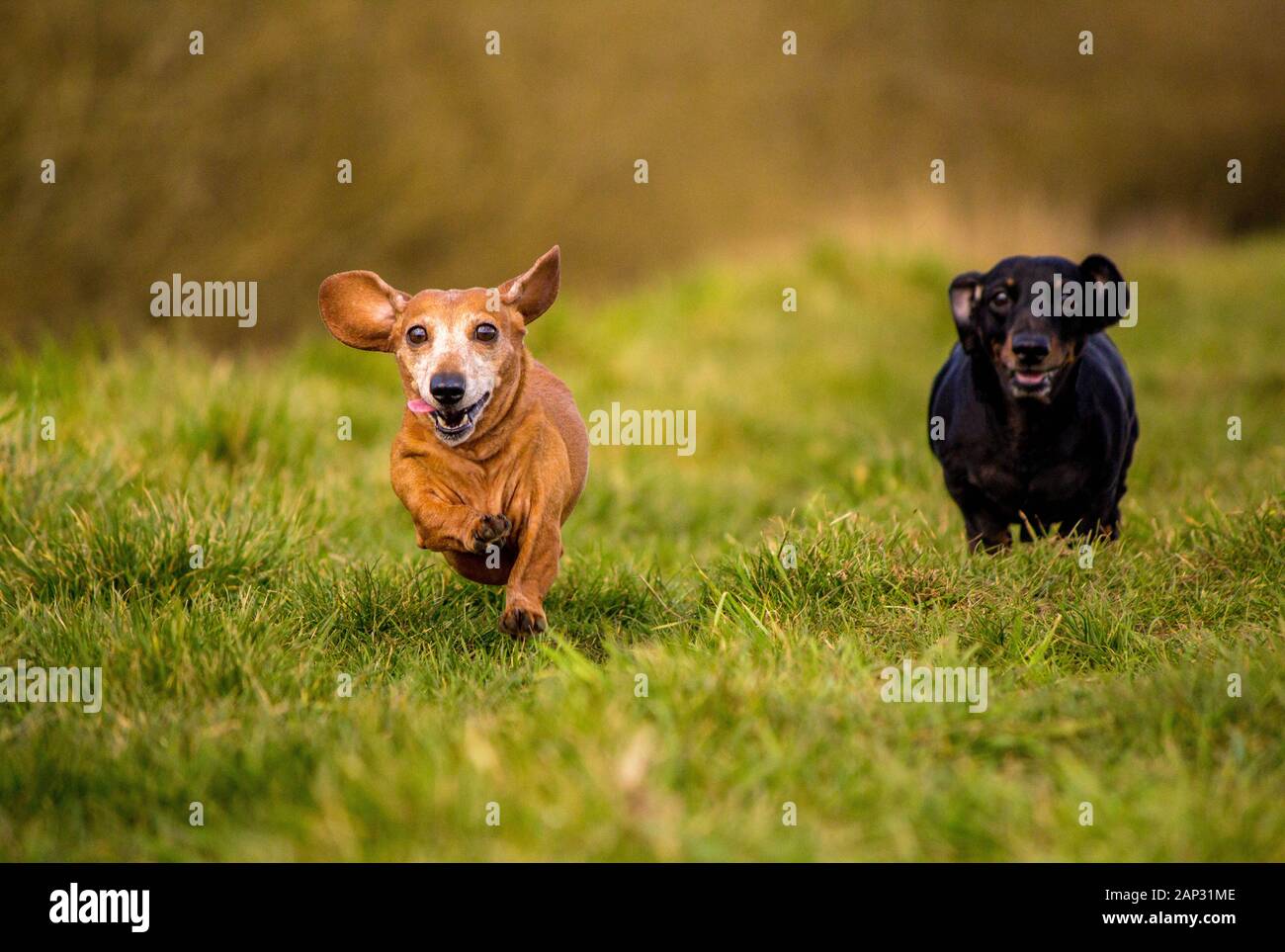 One of the world's best loved dog breeds, the Miniature Dachshund ...