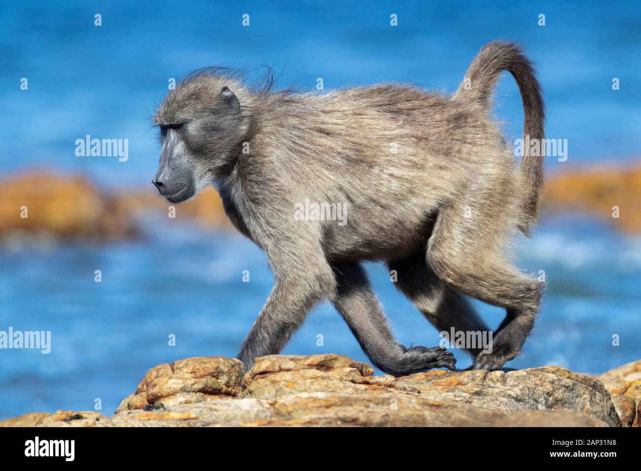 Cape Baboon (Papio ursinus), side view of an adult walking on some ...
