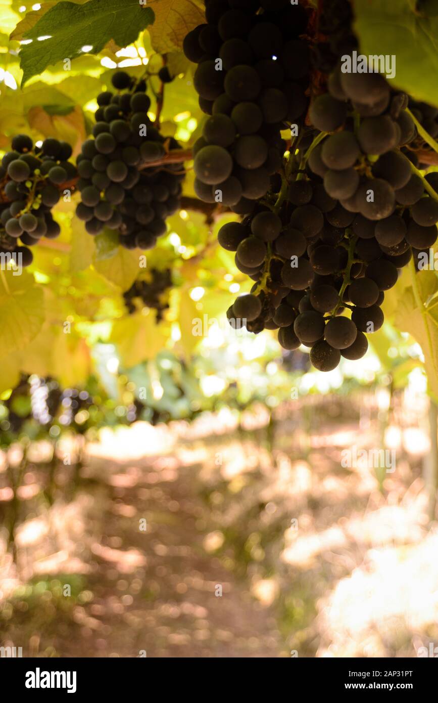 Grapes and grapevine at a vineyard in Brazil Stock Photo - Alamy