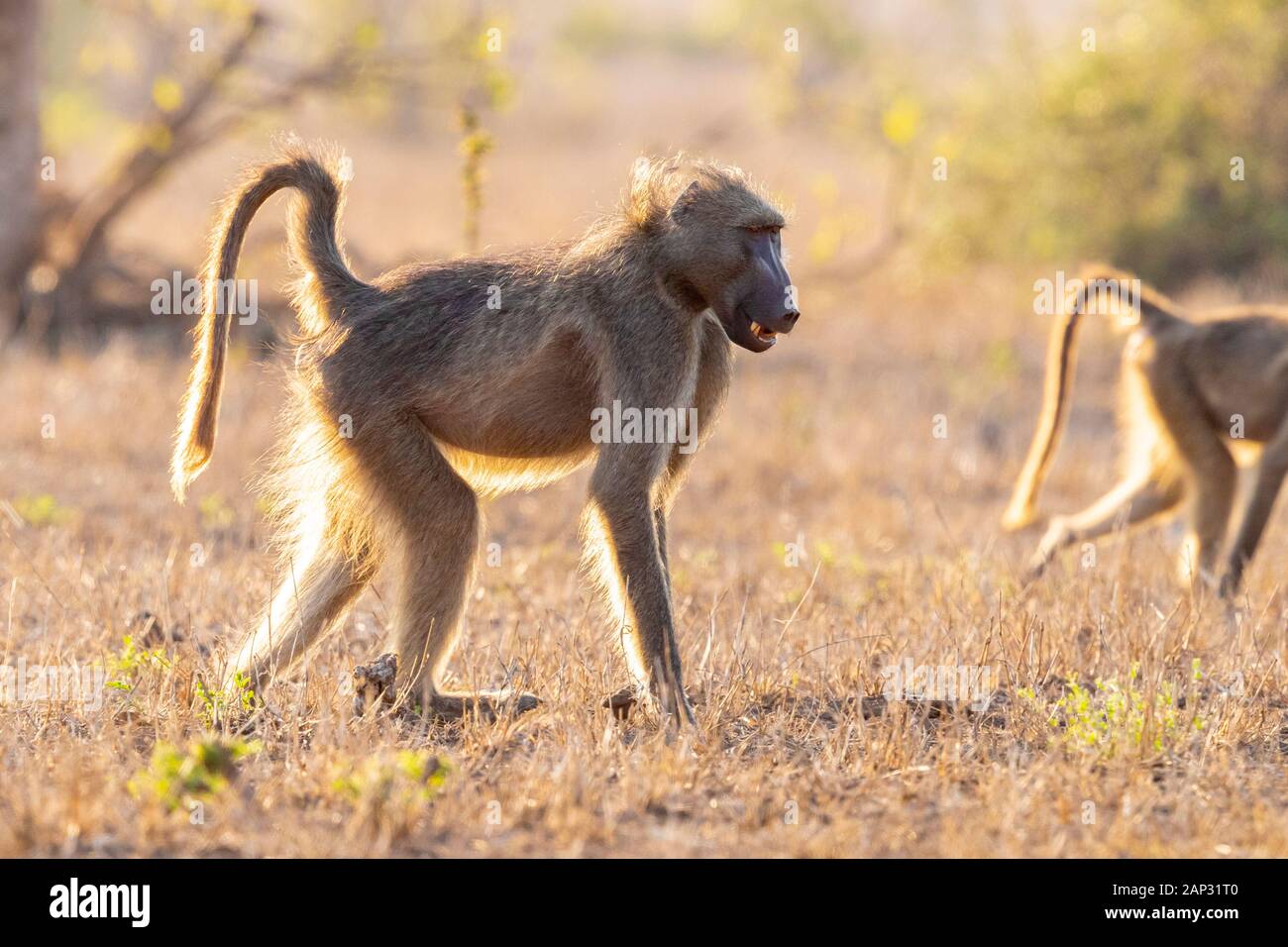 Cape Baboon (Papio ursinus), side view of an adult male walking on the ...