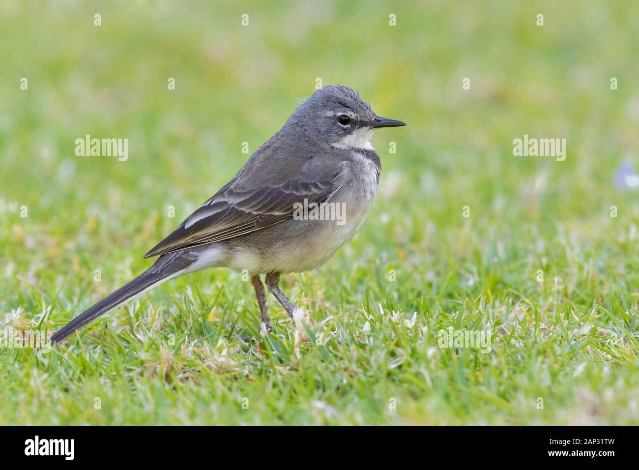 Cape Wagtail (Motacilla capensis), side view of an adult standing on ...