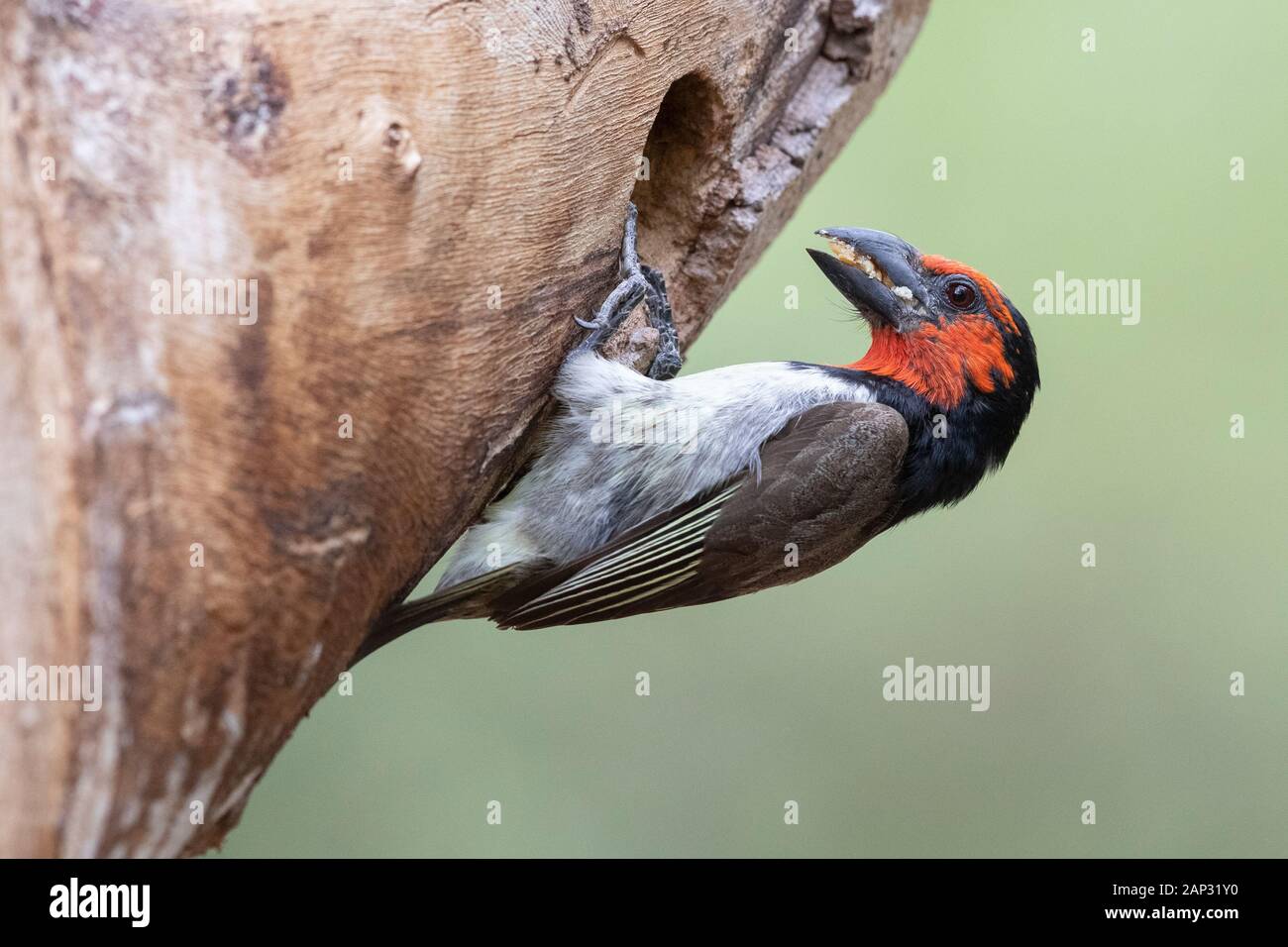 Black-collared Barbet (Lybius torquatus), side view of an adult at the ...