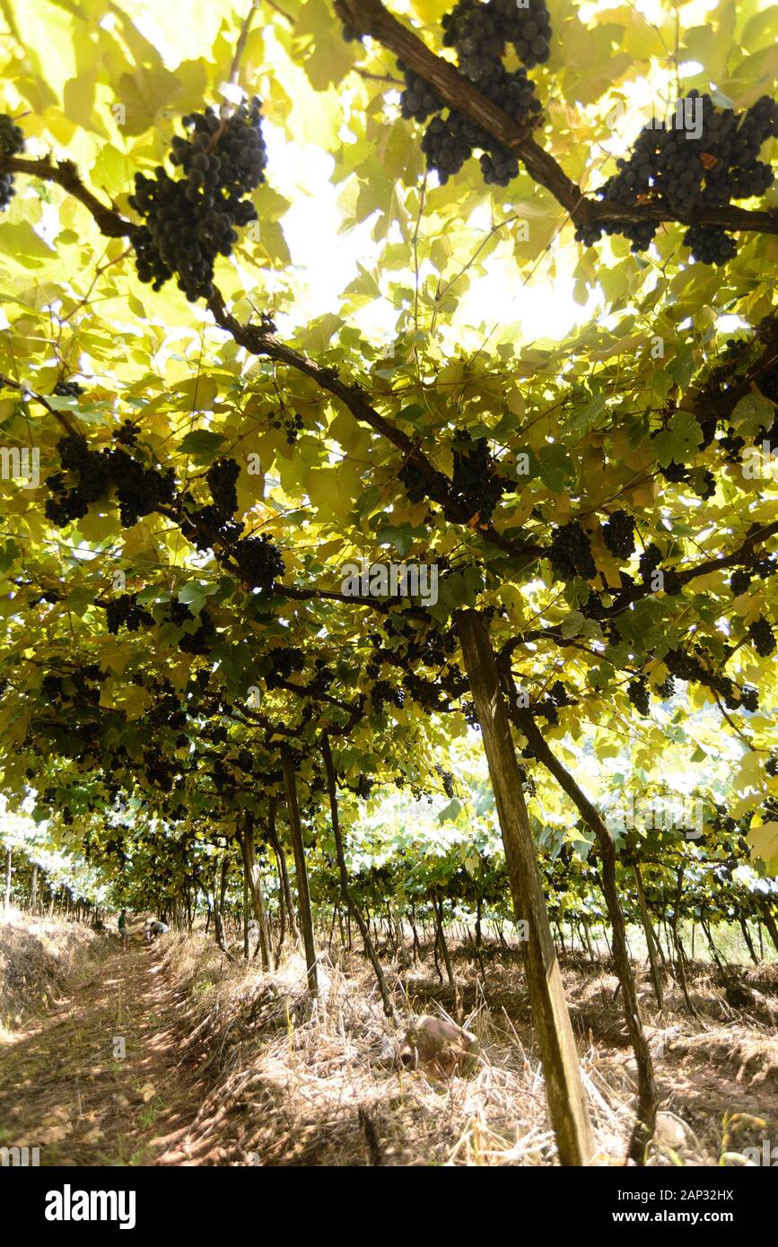 Grapes and grapevine at a vineyard in Brazil Stock Photo - Alamy