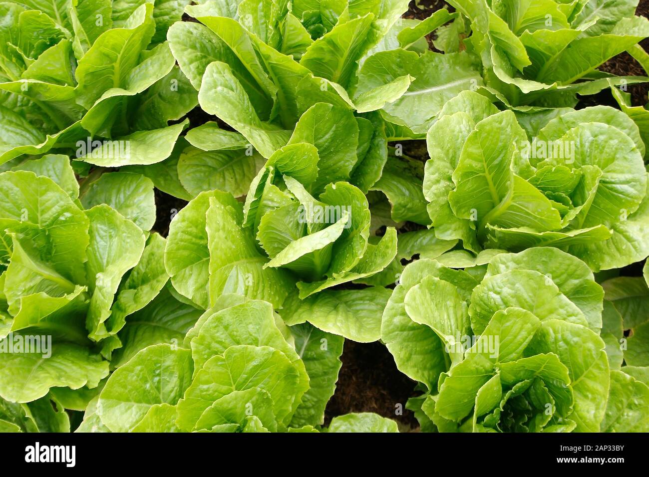 photo of green vegetable in organic farm Stock Photo - Alamy