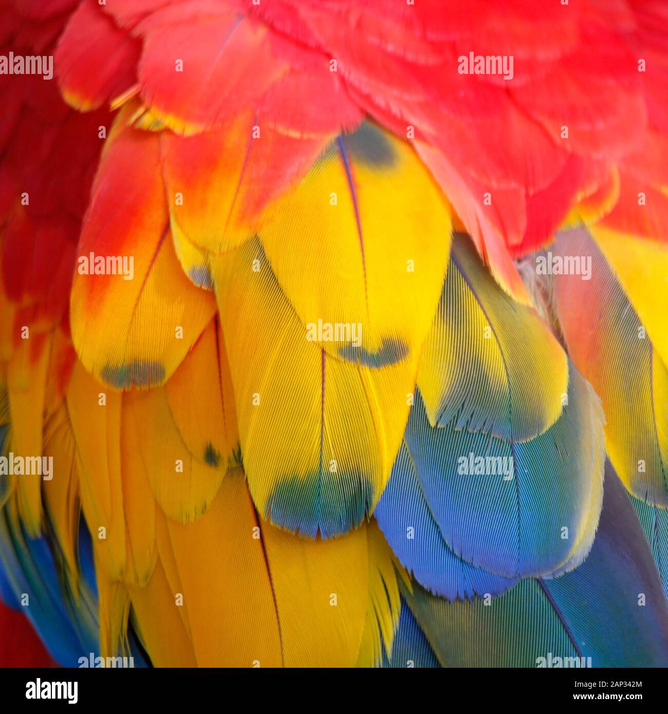 closeup of the beautiful macaw parrot feather Stock Photo - Alamy