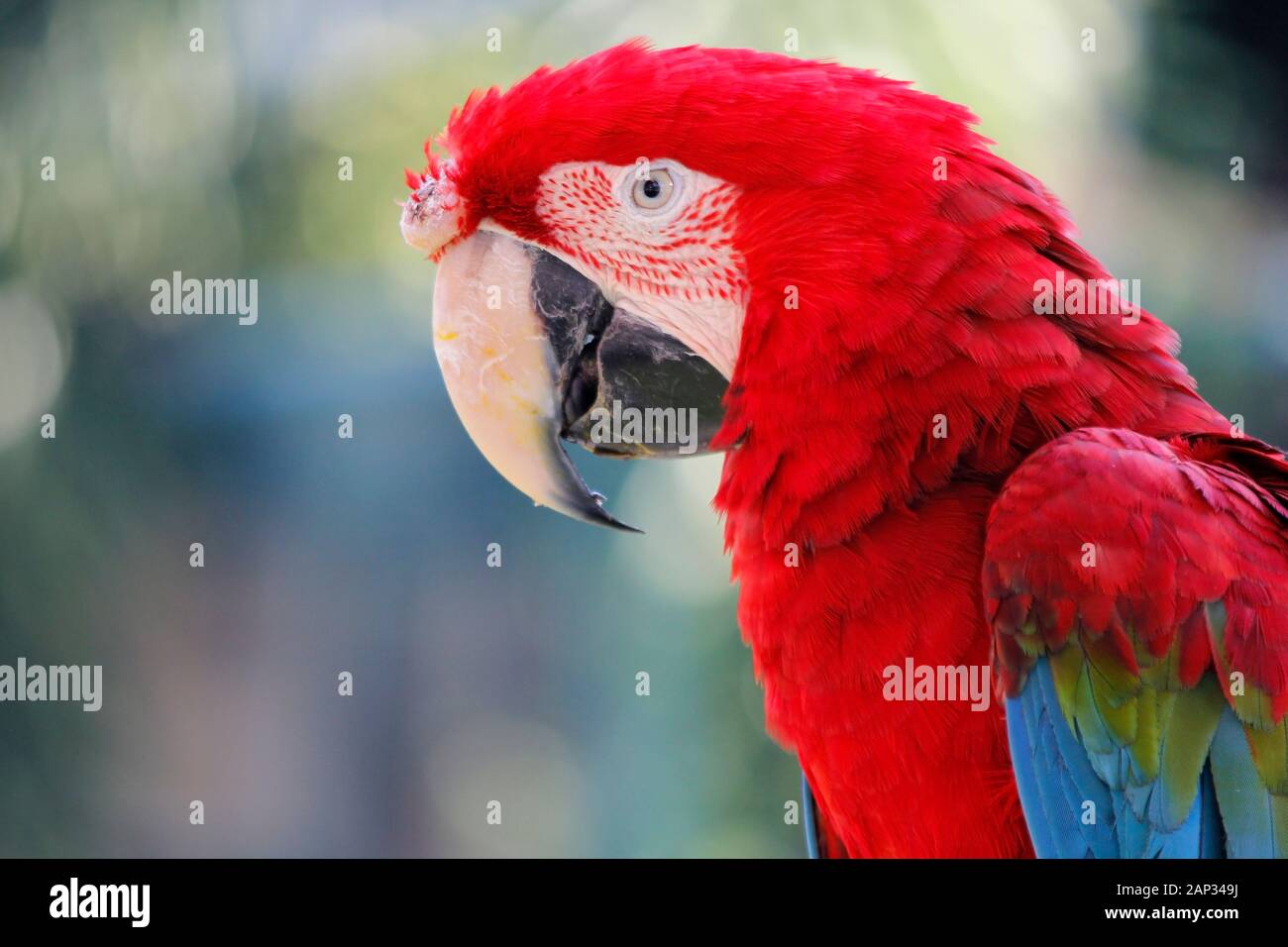 closeup of beautiful macaw parrot with nature background Stock Photo ...