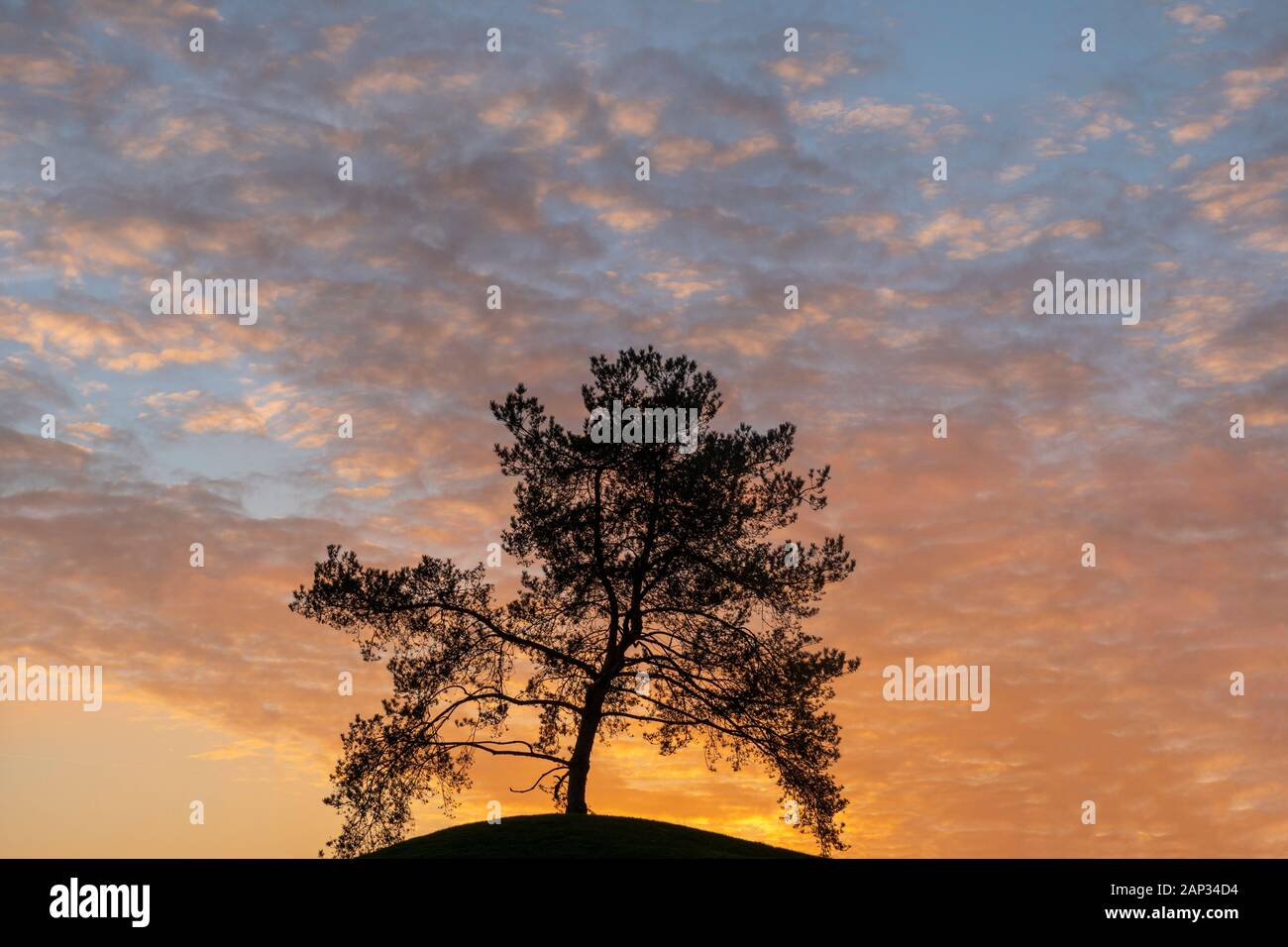 Sunset with orange sky and black trees in the foreground hi-res stock ...