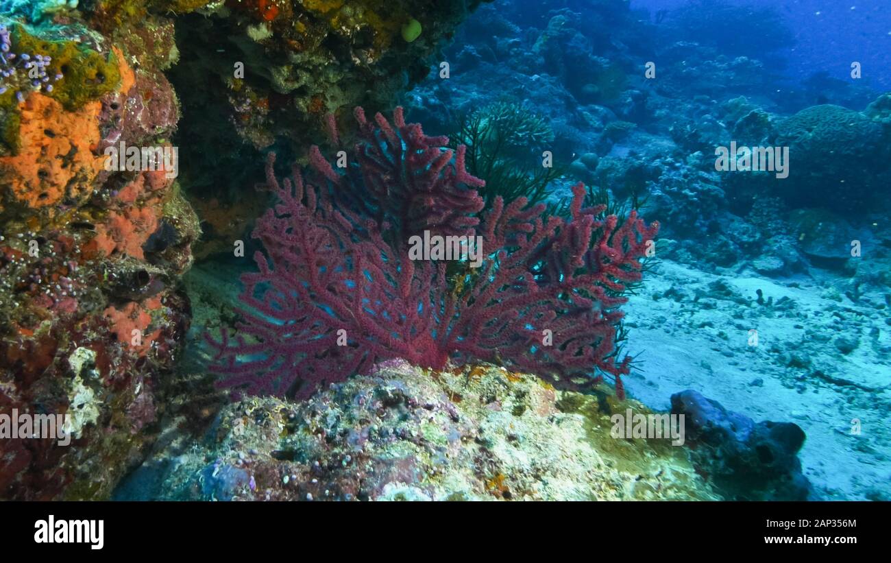 Beautiful sea fan coral hi-res stock photography and images - Alamy