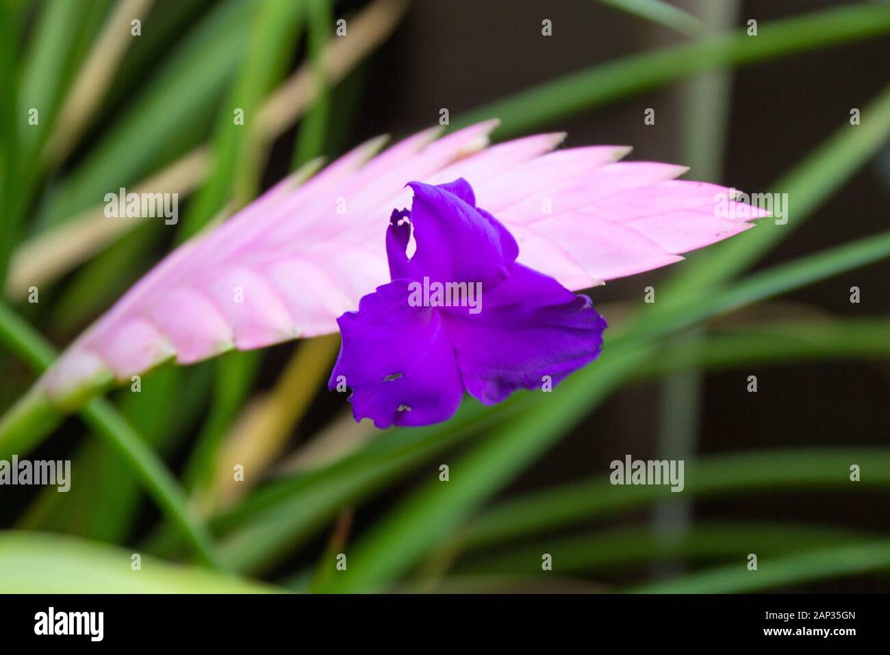 Pink Quill Bromeliad (Wallisia Cyanea) flower in bloom Stock Photo - Alamy