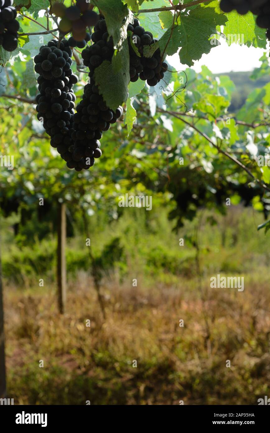 Grapes and grapevine at a vineyard in Brazil Stock Photo - Alamy