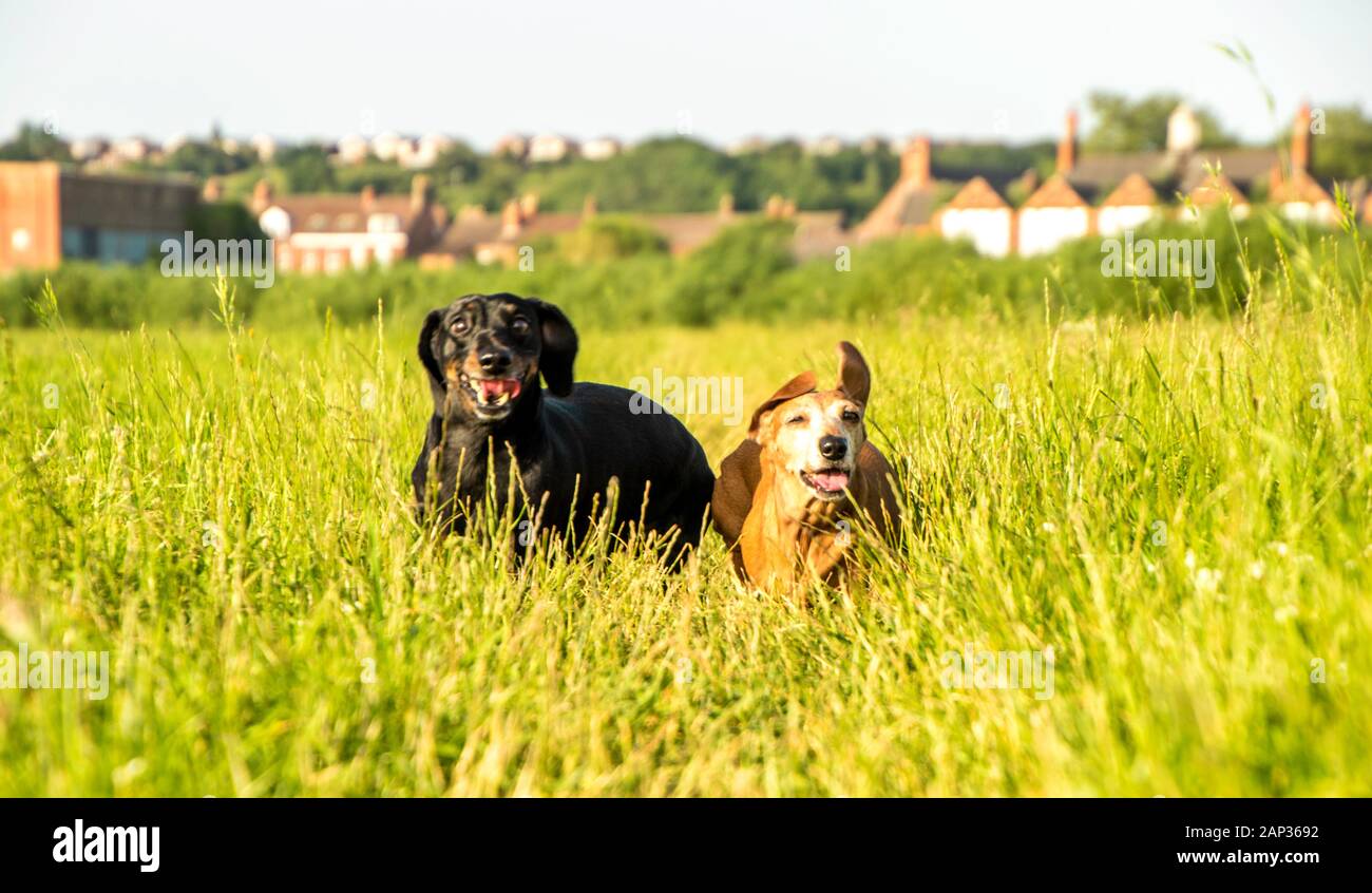 One of the world's best loved dog breeds, the Miniature Dachshund ...