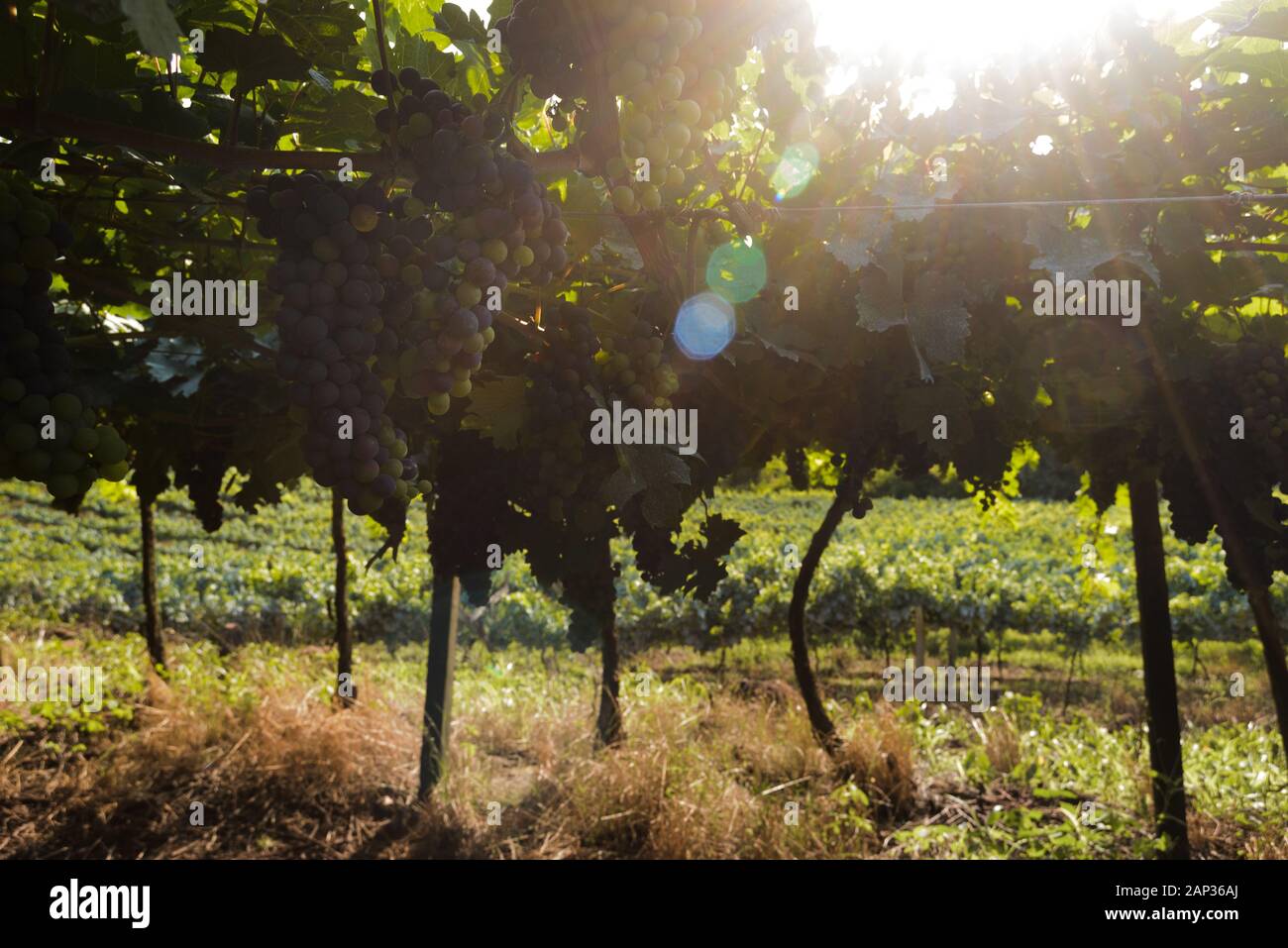 Grapes and grapevine at a vineyard in Brazil Stock Photo - Alamy