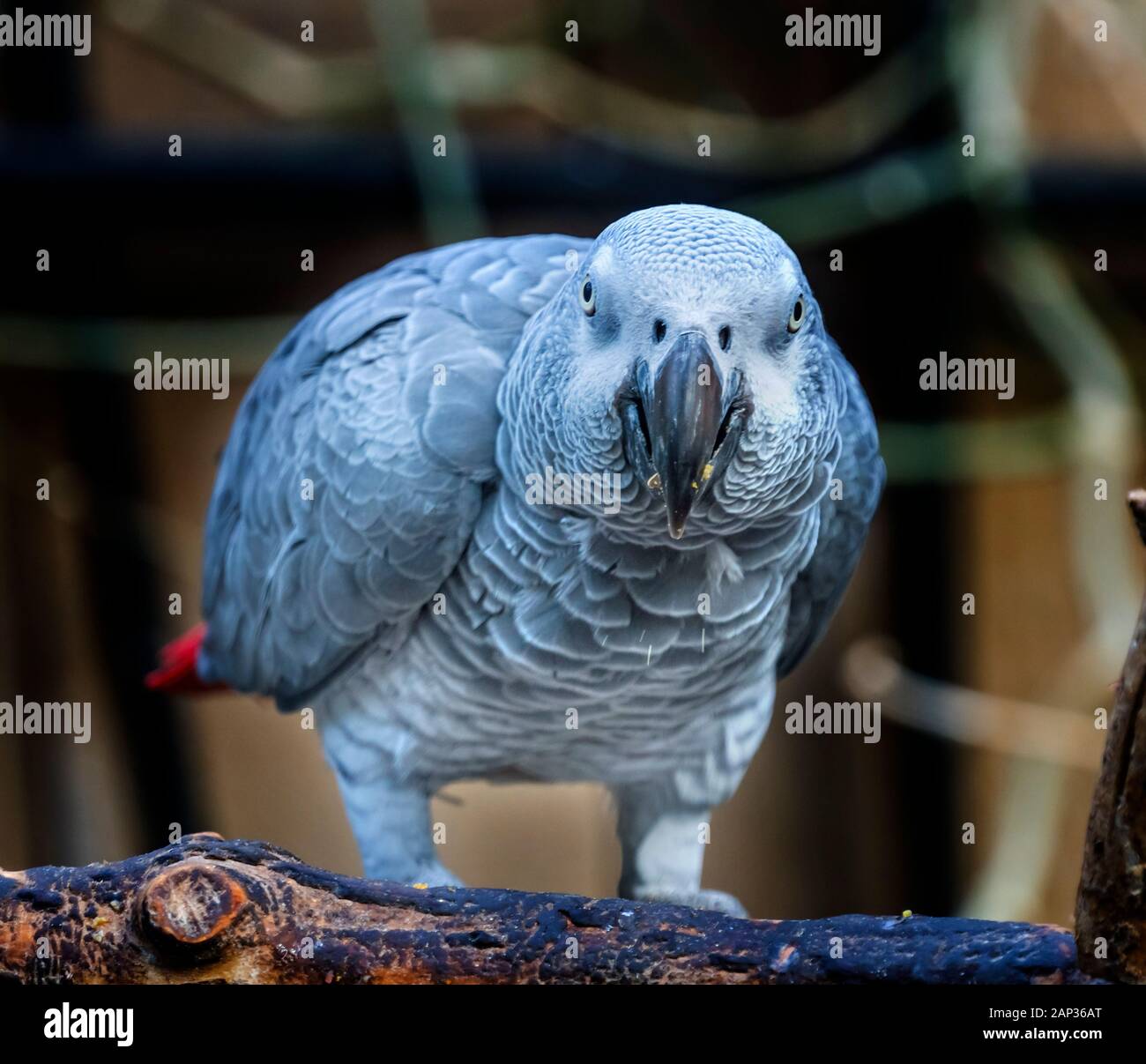 Blue African Grey