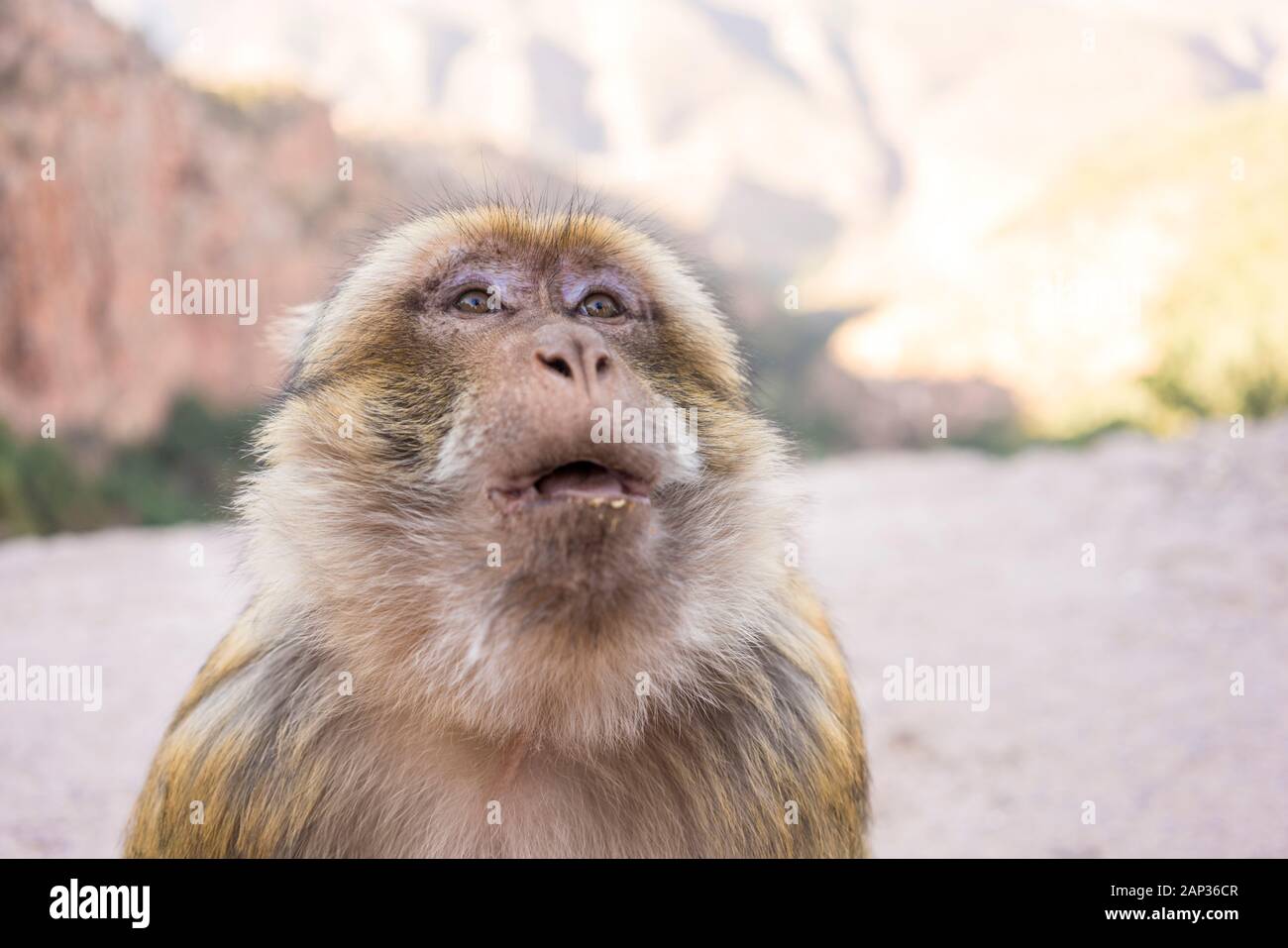 Magot, Macau monkey, Macaca sylvanus in ouzoud Stock Photo - Alamy