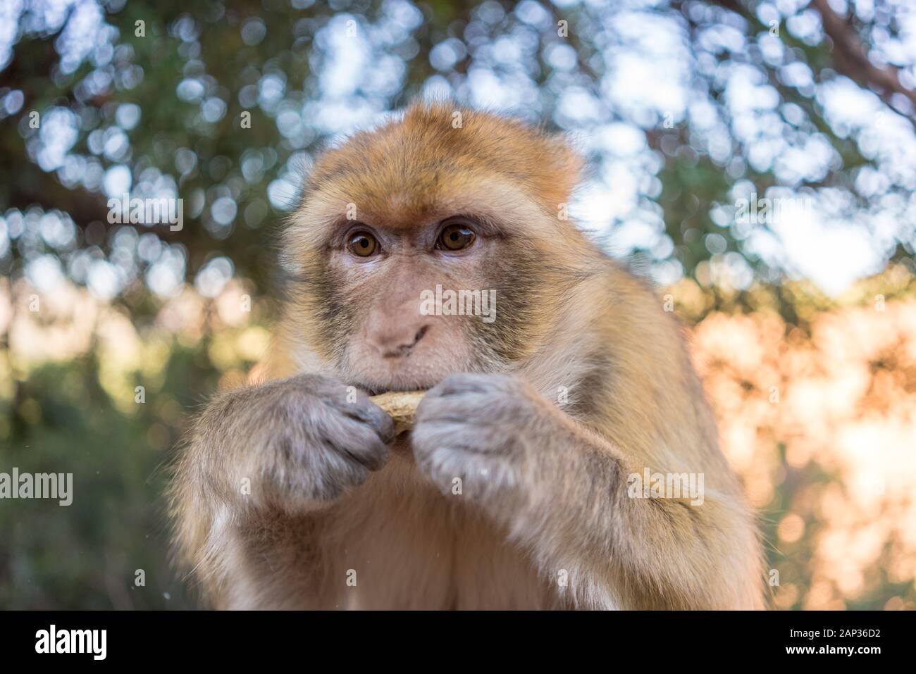 Macau Monkey, Magot, Macaca sylvanus in ouzoud Stock Photo - Alamy
