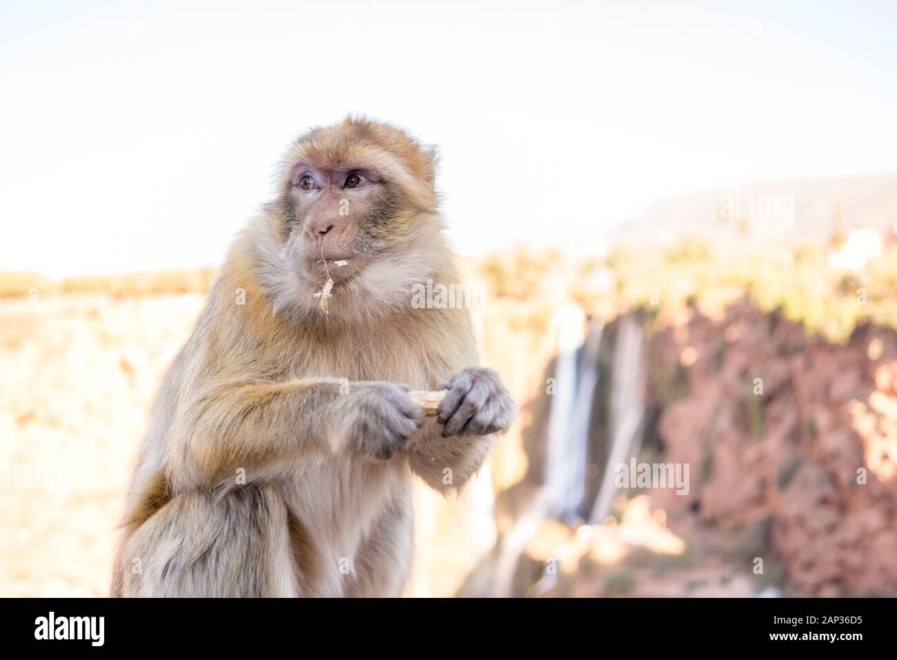 Macau Monkey, Magot, Macaca sylvanus in ouzoud Stock Photo - Alamy