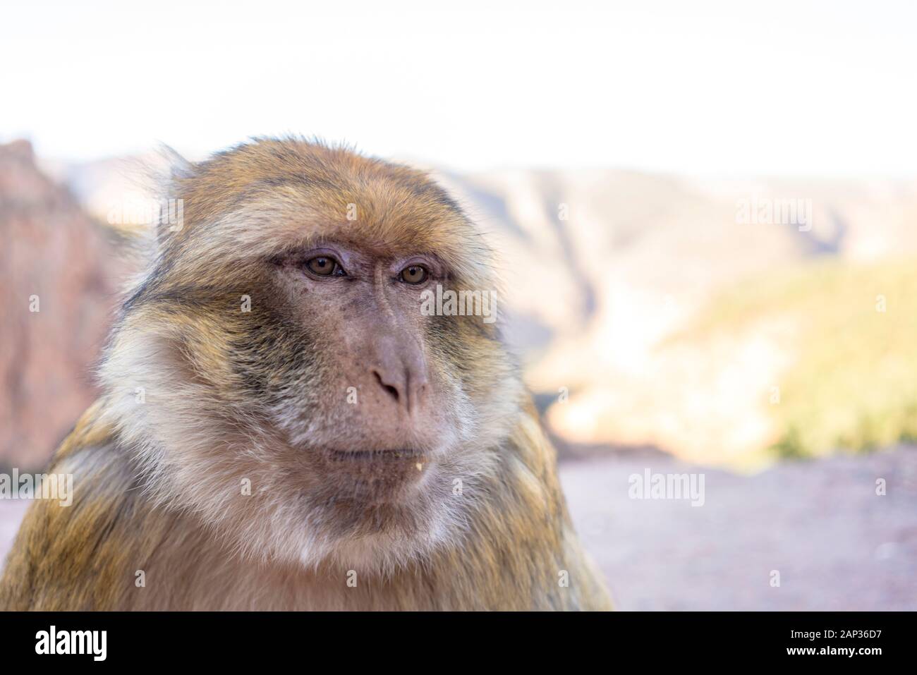 Macau Monkey, Magot, Macaca sylvanus in ouzoud Stock Photo - Alamy