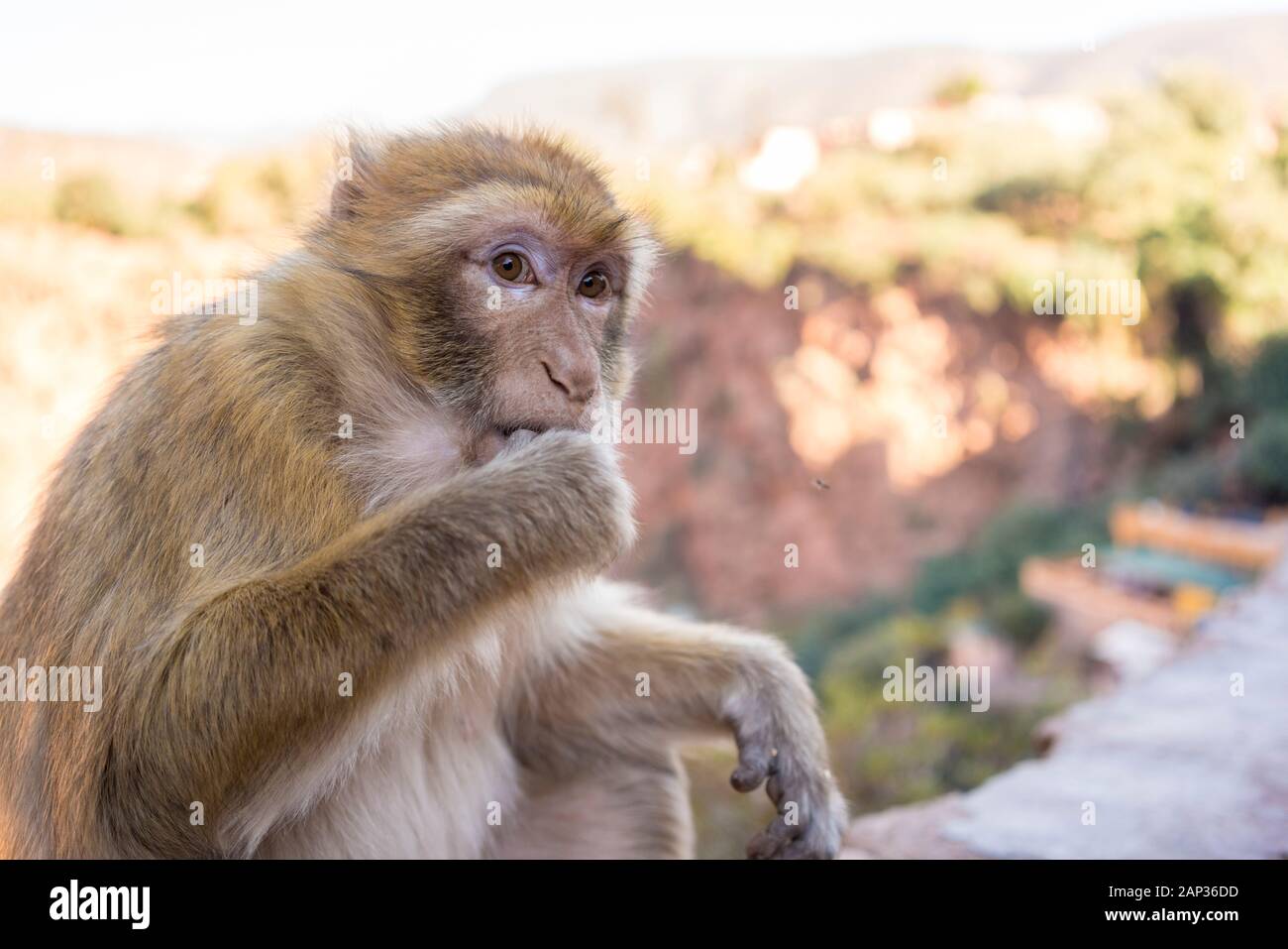 Macau Monkey, Magot, Macaca sylvanus in ouzoud Stock Photo - Alamy