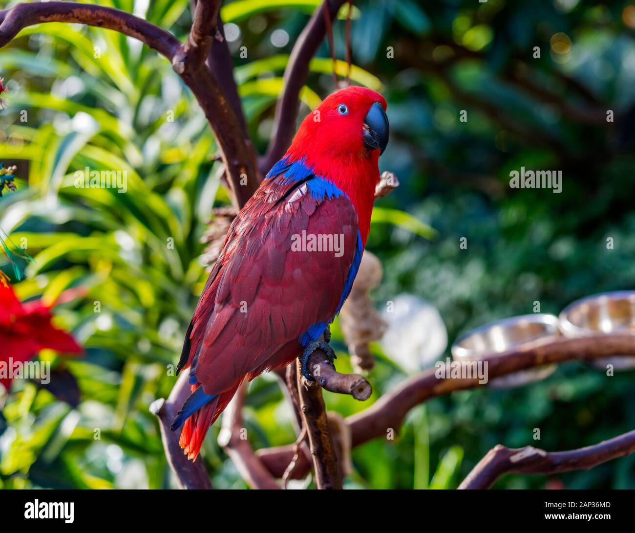 Red Blue Female Eclectus Parrot Close Up Native to Solomon Islands, New ...