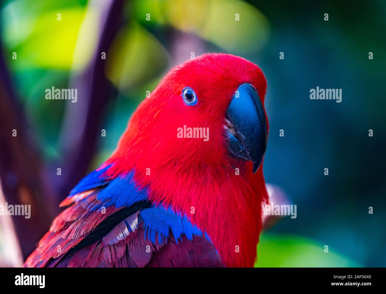 Red Blue Female Eclectus Parrot Close Up Native to Solomon Islands, New ...