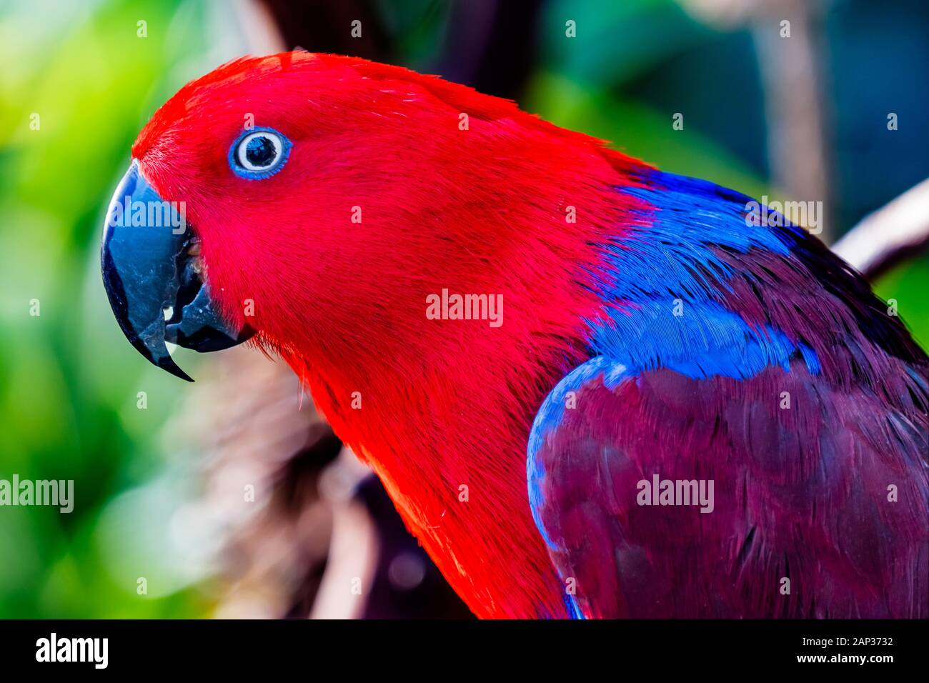 Red Blue Female Eclectus Parrot Close Up Native to Solomon Islands, New ...