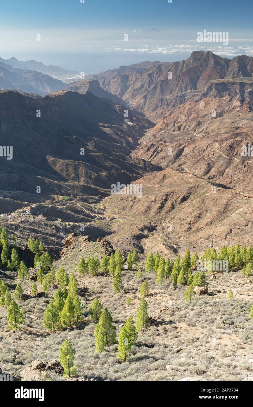 Sunlit mountain slopes and canarian pine forests in the rugged ravines ...