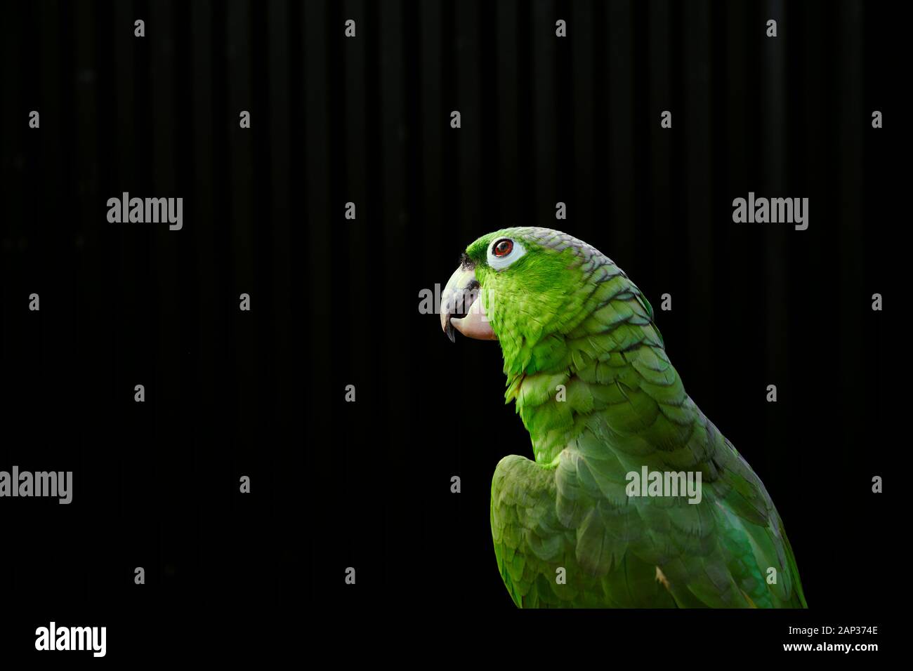 Side view of big calm Amazon parrot with vivid green feathers looking ...