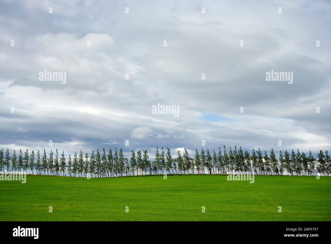 Tall trees border hi-res stock photography and images - Alamy
